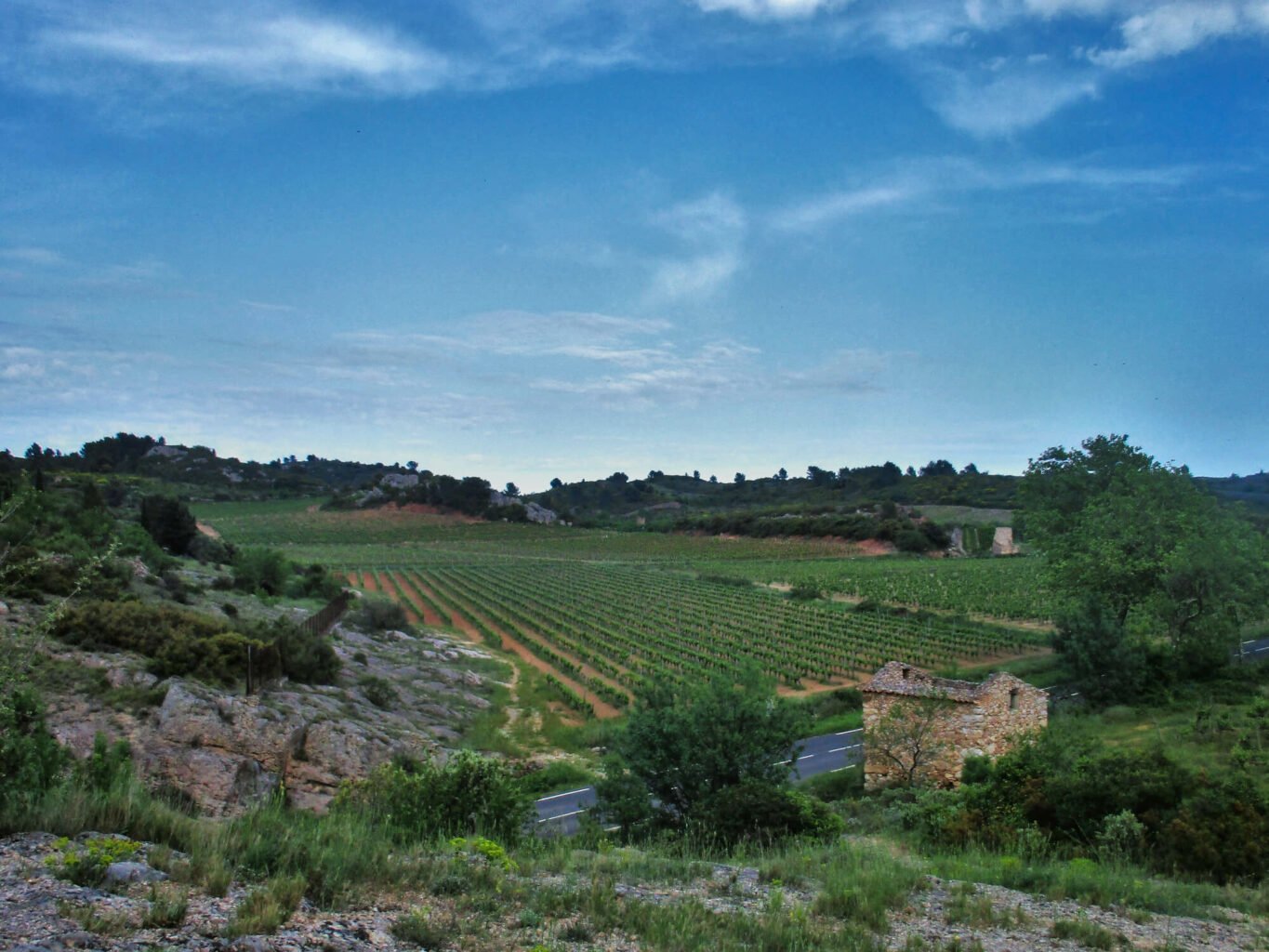 La BODEGA DE SAINT-CHINIAN: donde el vino se une con el arte